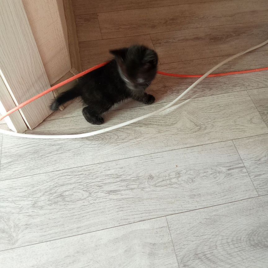 Котята отдам в добрые руки бесплатно