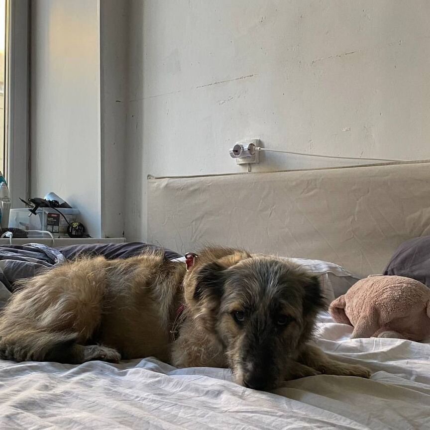 Собака в добрые руки