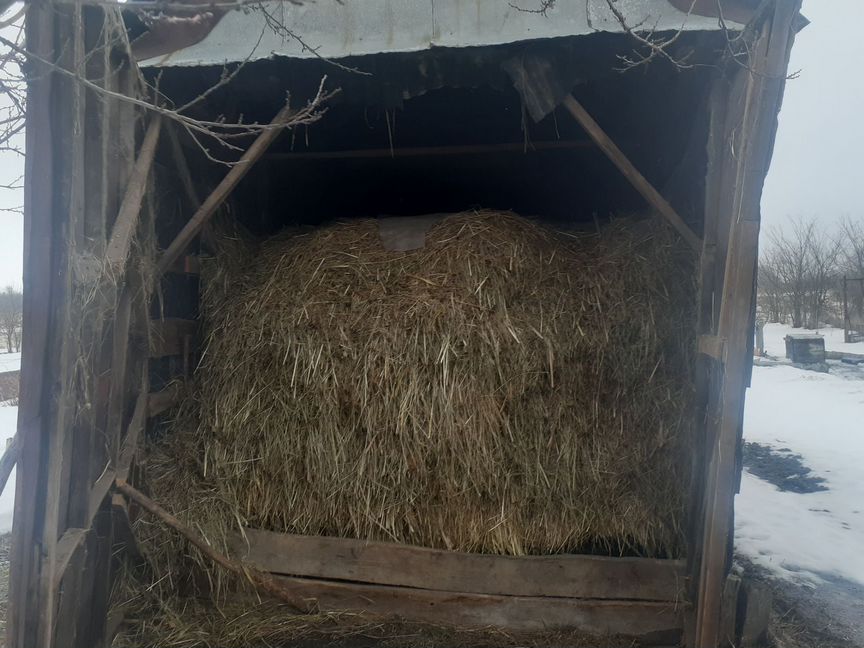 Продам сено рассыпное