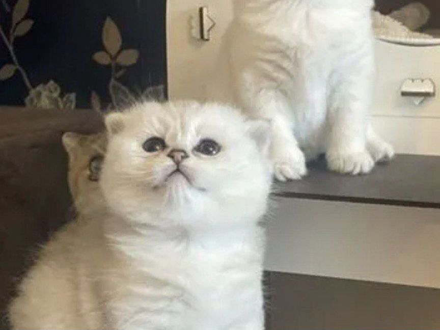 Продаю котят Скоттиш Страйт