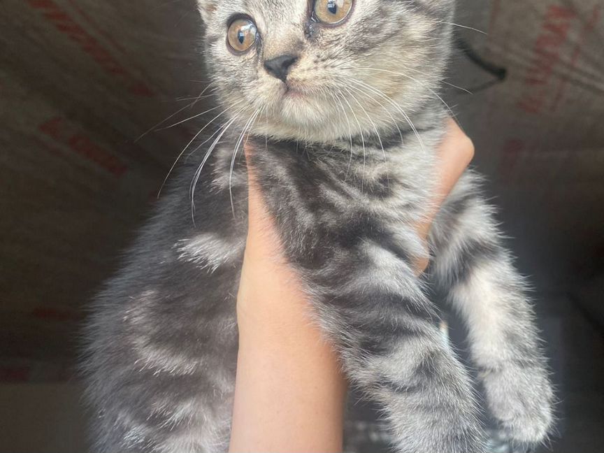 Вислоухие котята