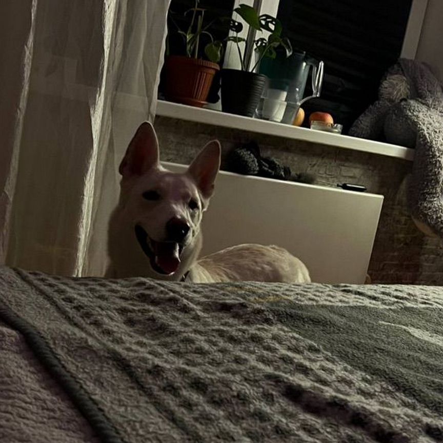 Лайка, взрослая собака