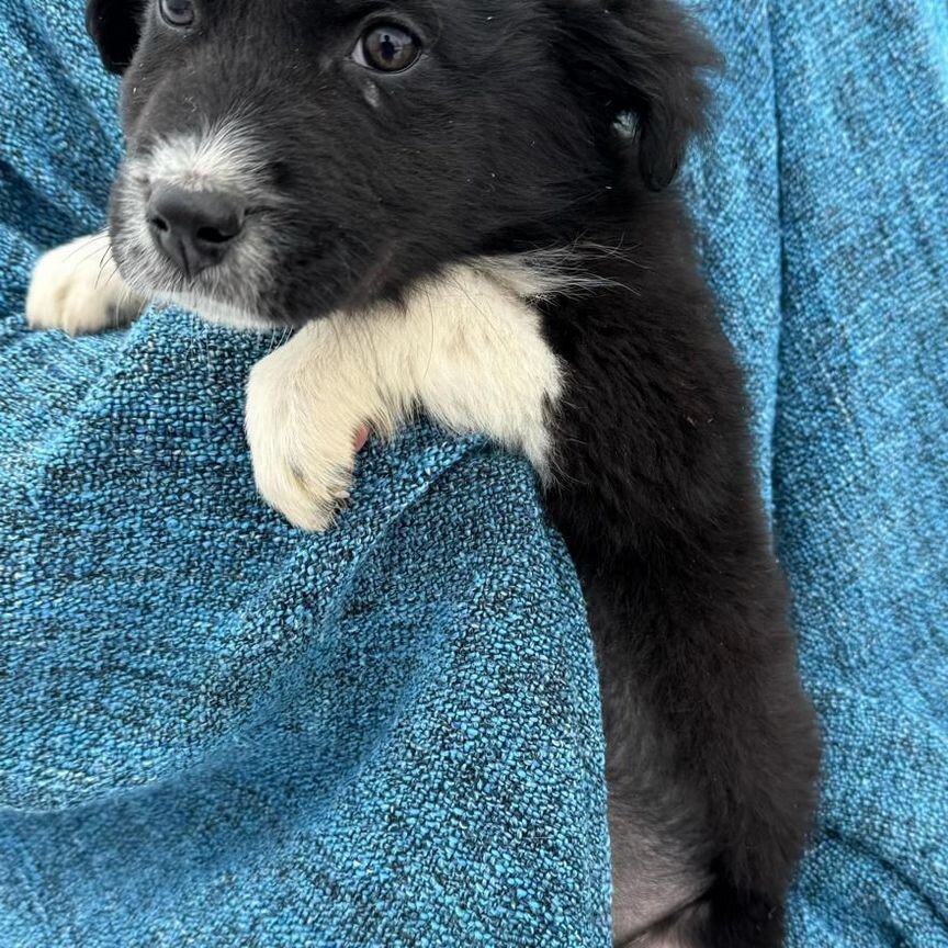 Щенок мальчик в добрые руки