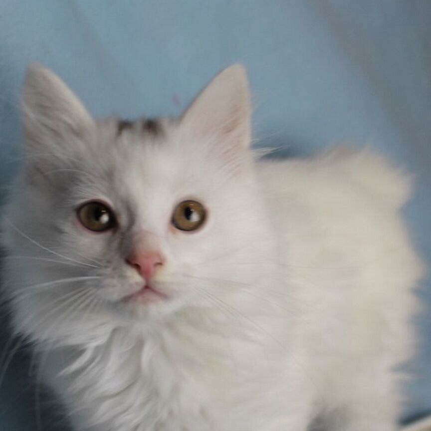 Лучший подарочек Новогодний