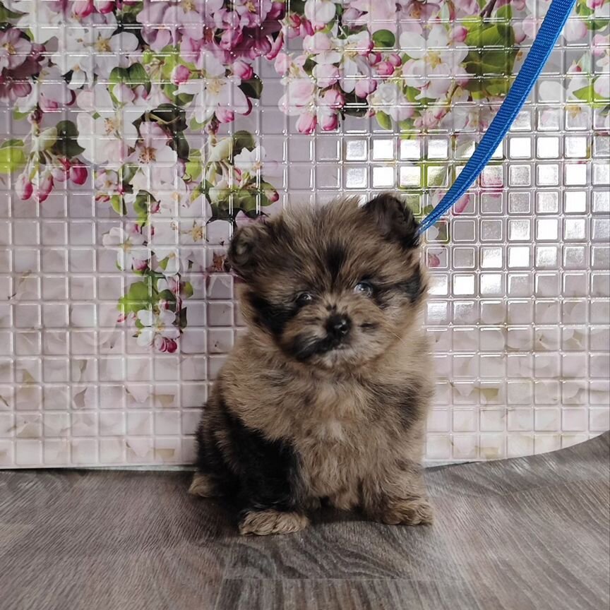 Маленький комочек счастья