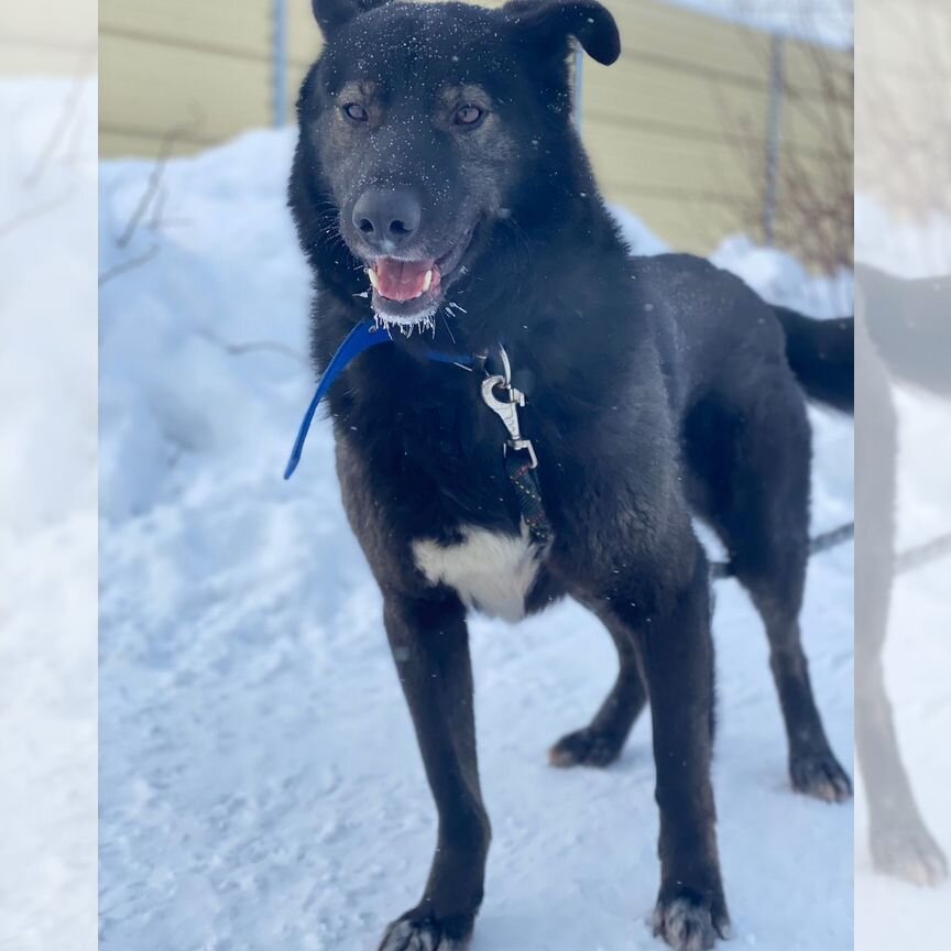 Взрослый пёс в добрые руки