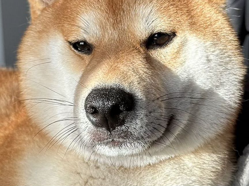 Сиба ину