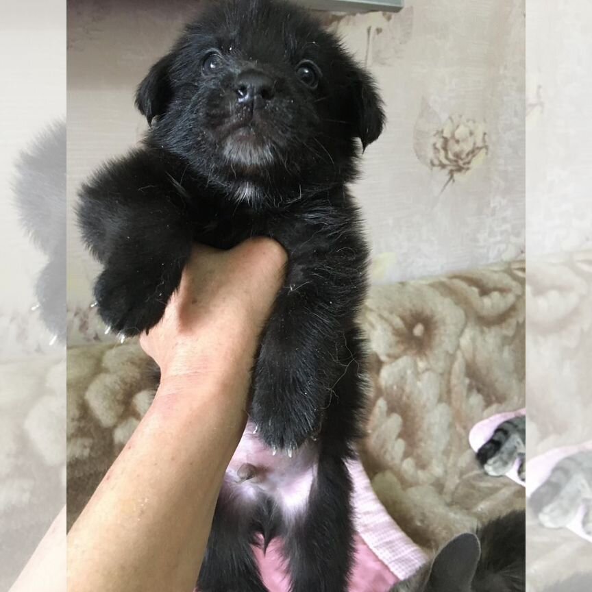 Щенок в добрые руки бесплатно