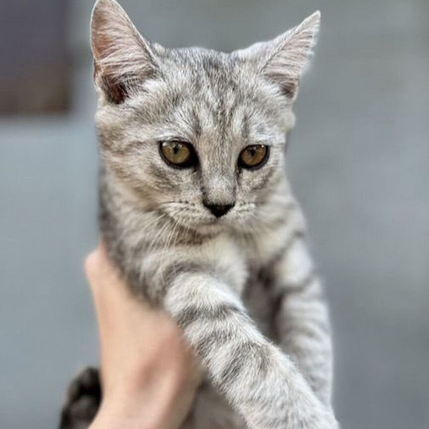 Котёнок из вискас в добрые руки