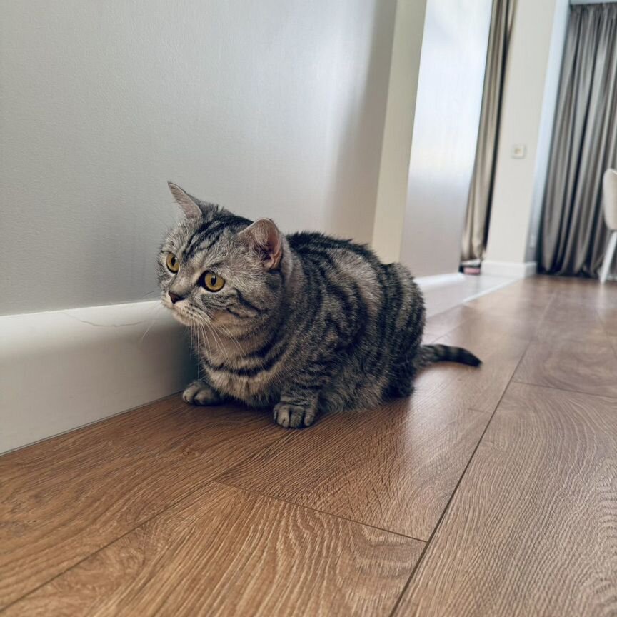 Кошка в добрые руки