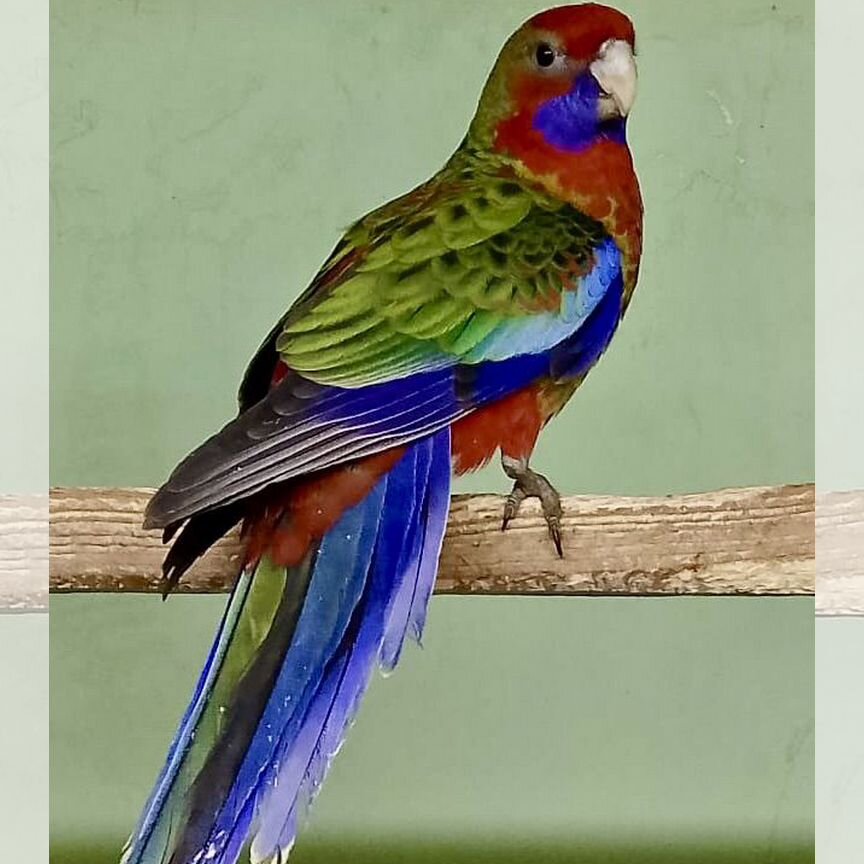 Пенантовая розелла