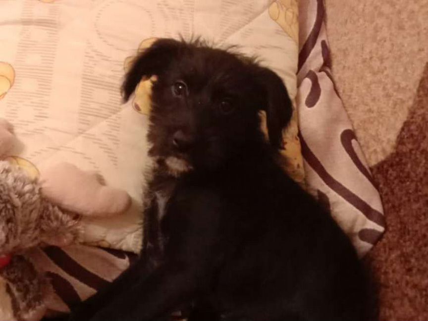 Собака в добрые руки отдам бесплатно