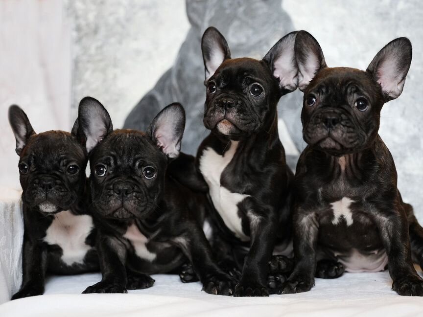 Французский бульдог щенки мини