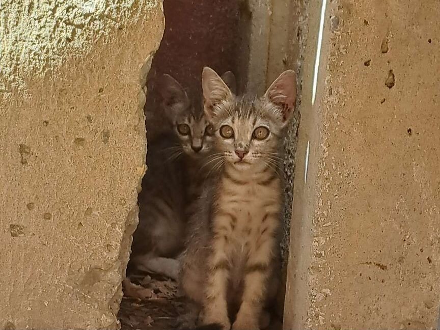 Котята оцикет в добрые руки