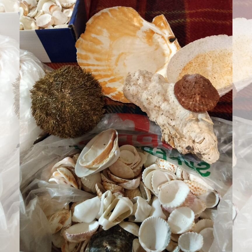 Ракушки морские много