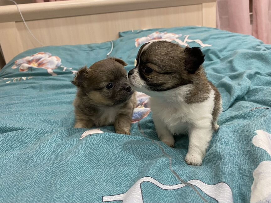 Щенки чихуахуа