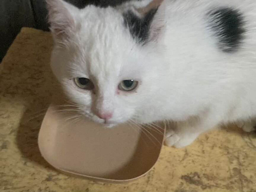 Котик в добрые руки