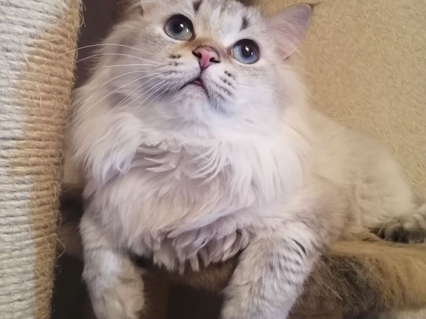 Длинношерстный кот Котя