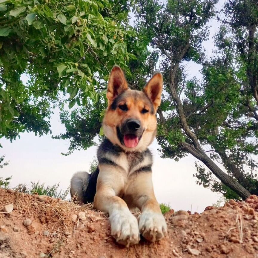 Кобель на случку