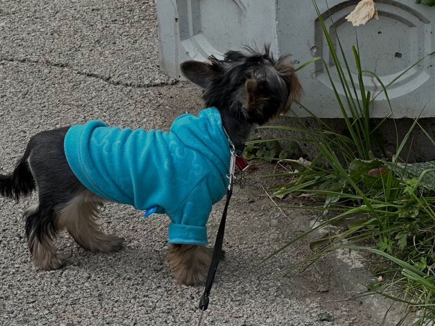 Кофта для щенка