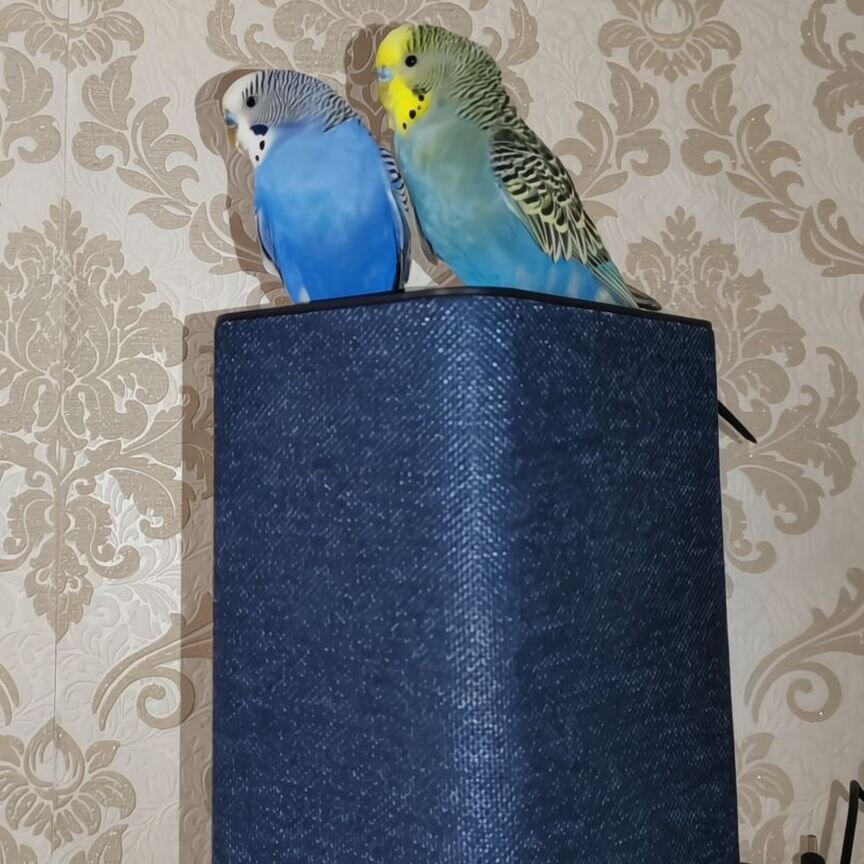 Волнистый попугай