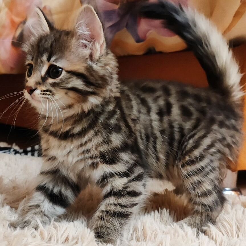 Мейн-кун котёнок