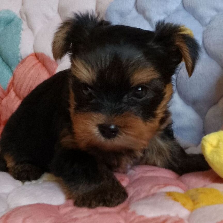 Йоркширский терьер, щенок