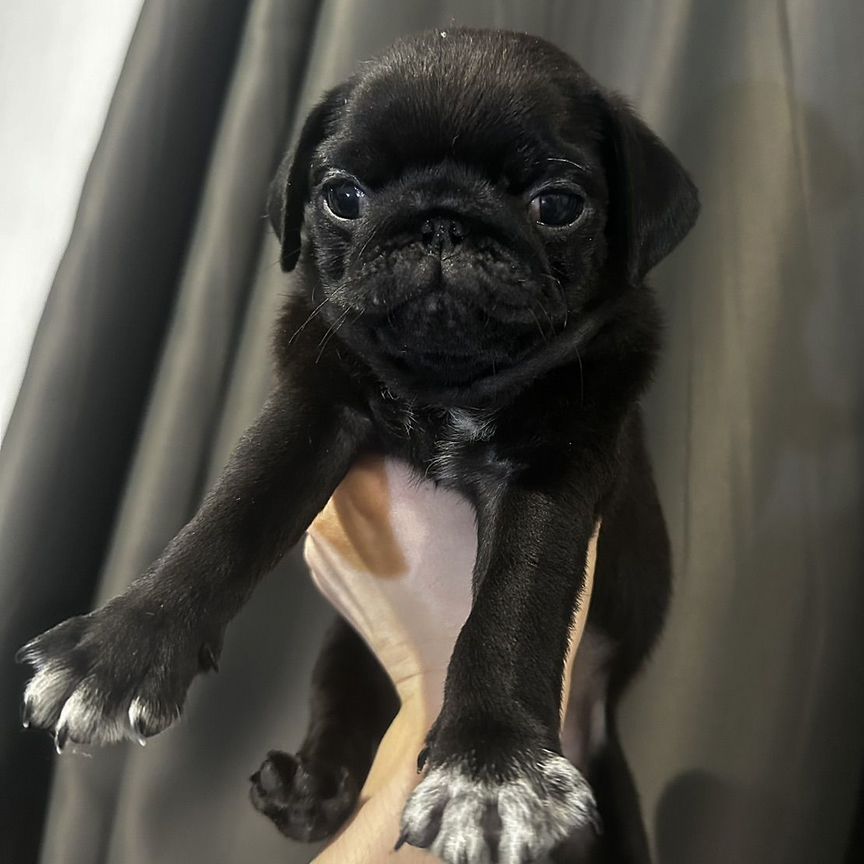 Мопс, щенок