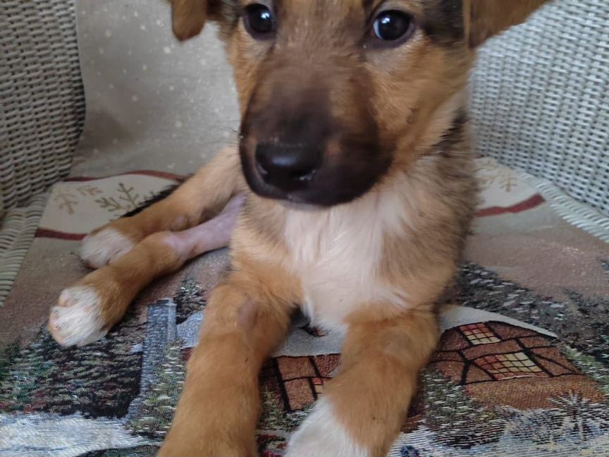 Щенок ищет семью