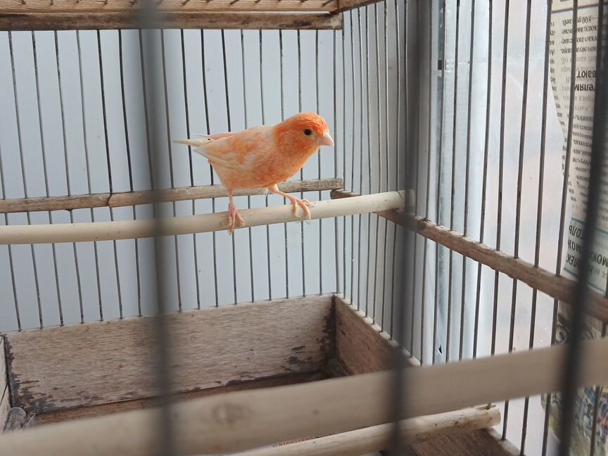 Кенара и канарейки