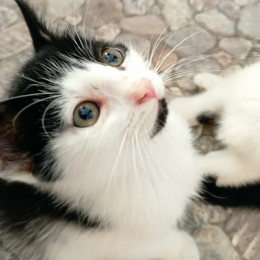 Котята черно-белые девочка и мальчик