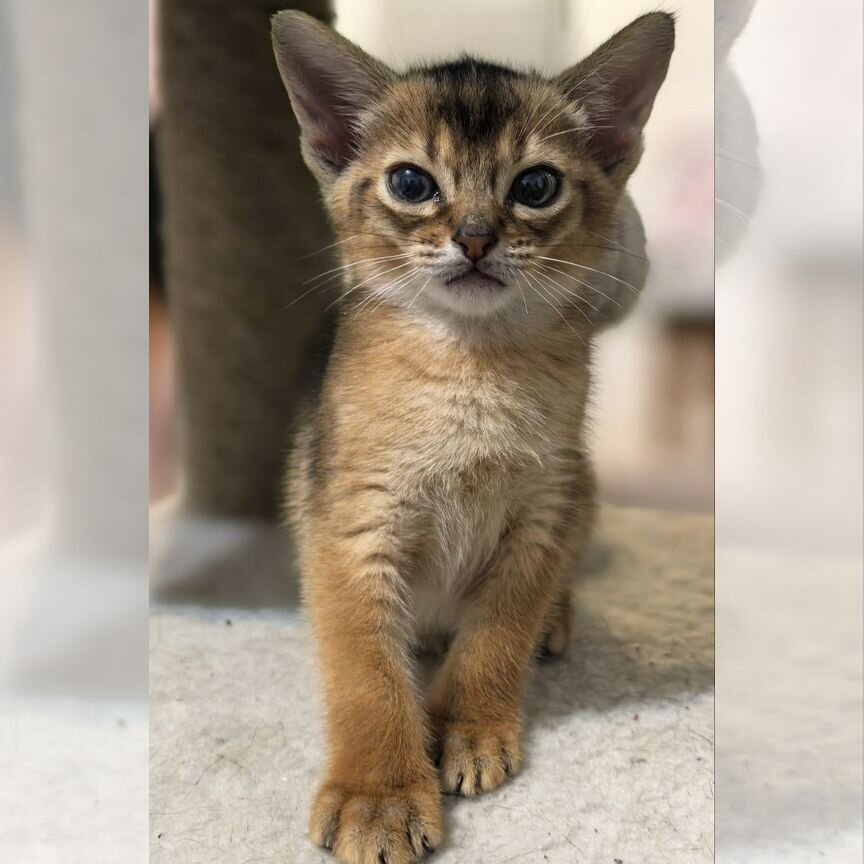 Абиссинские котята