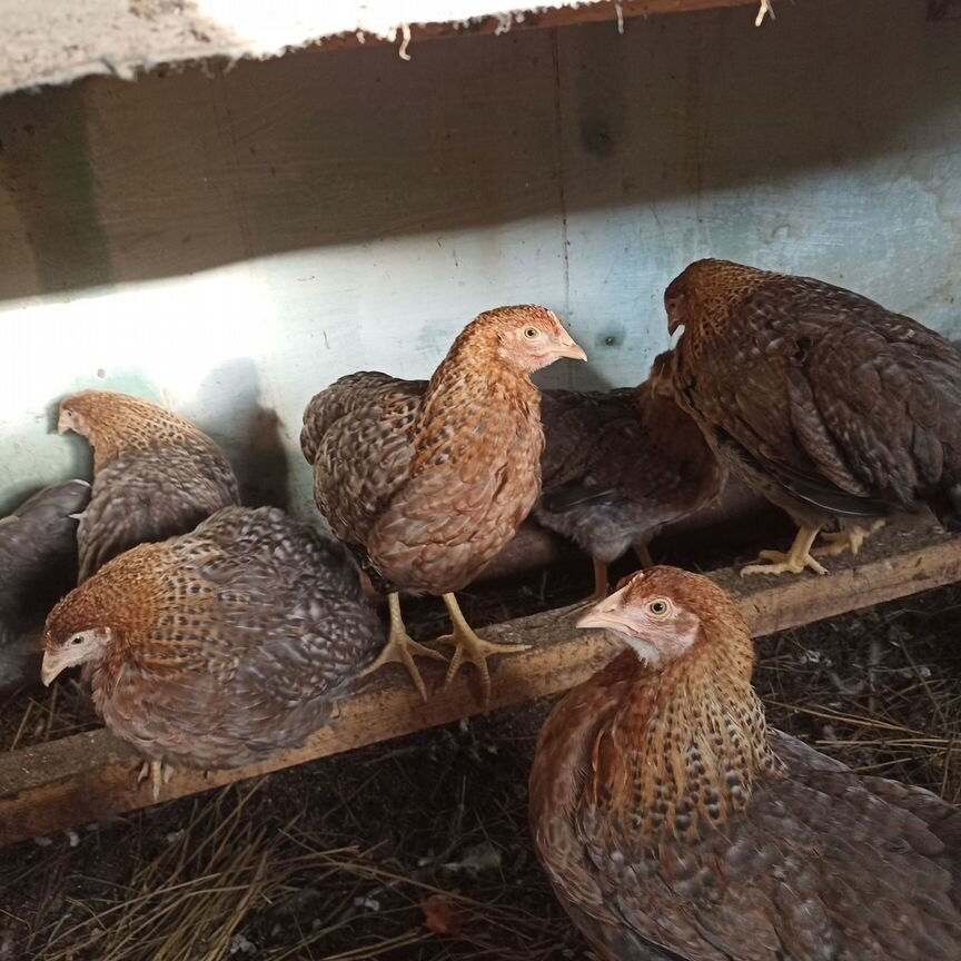 Продам курочек молодок билефельдора 3,5 мес