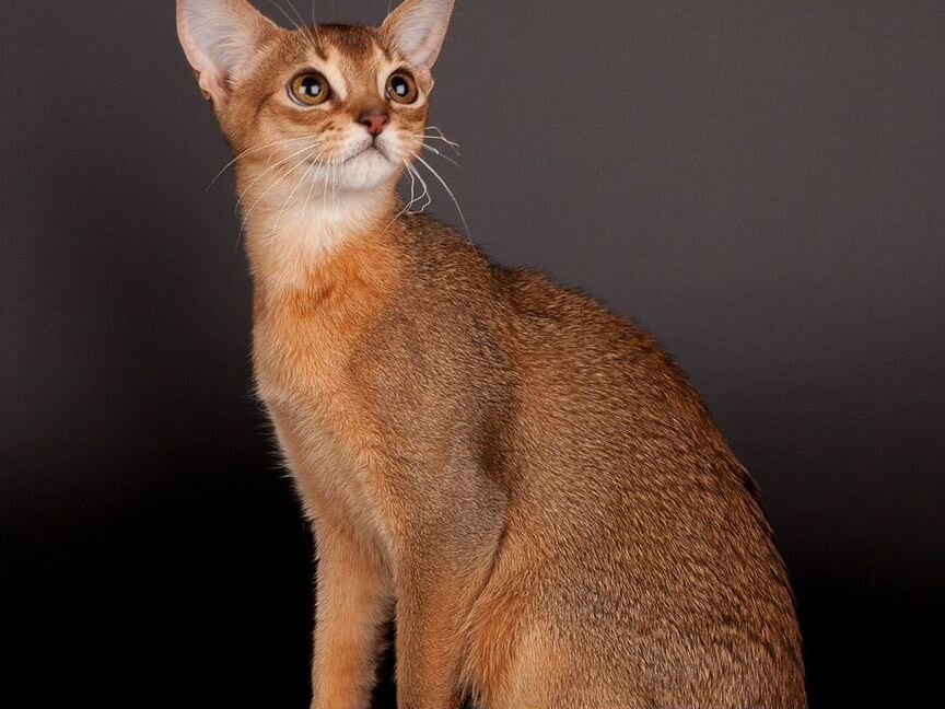 Абиссинские кошки