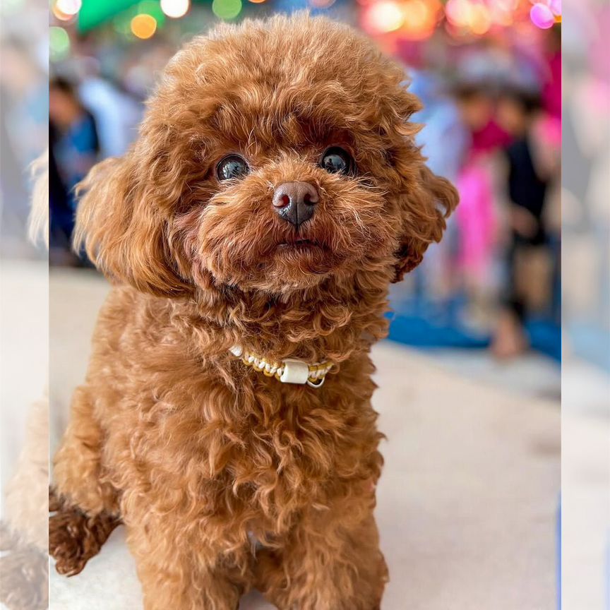 Той-пудель, щенок