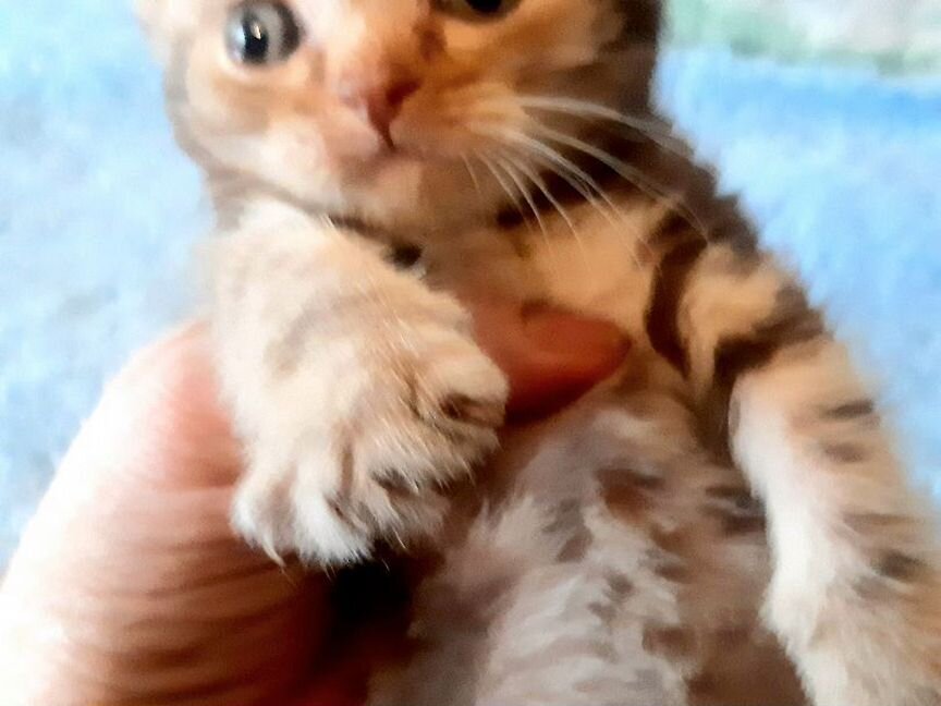 Шотландский котик