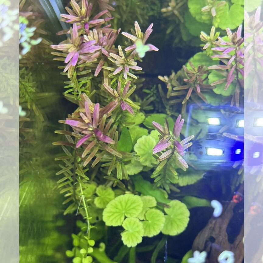 Аквариумные растения прополка