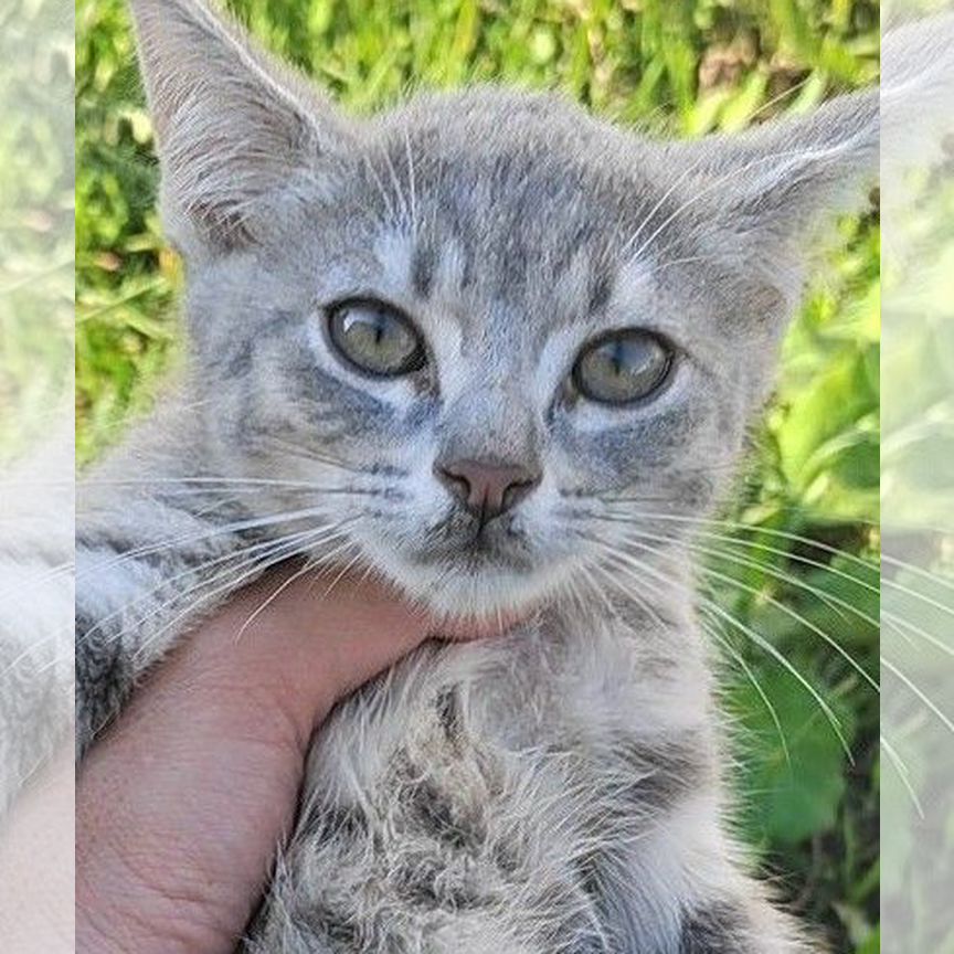 Ласковая киса