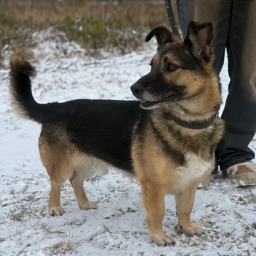 Взрослый пёс в добрые руки