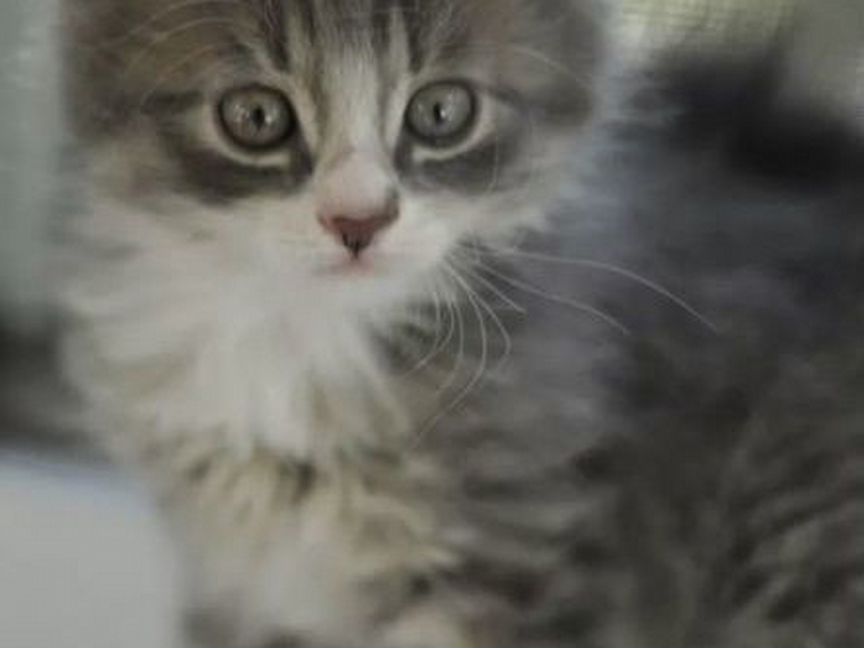 Котик 2,5 месяца