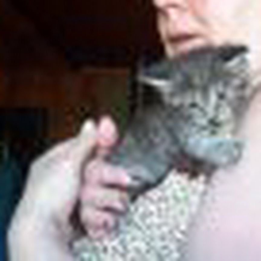 Бесплатно котенок мальчик