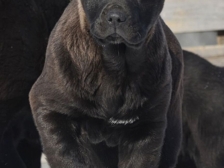 Бурая мишка