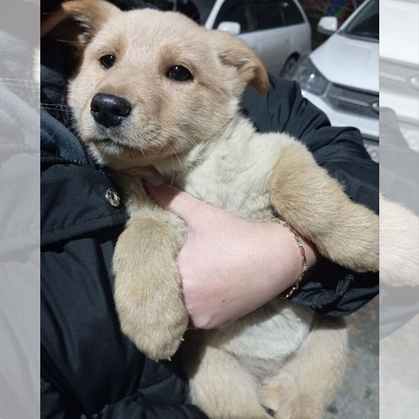 Щенок в добрые руки