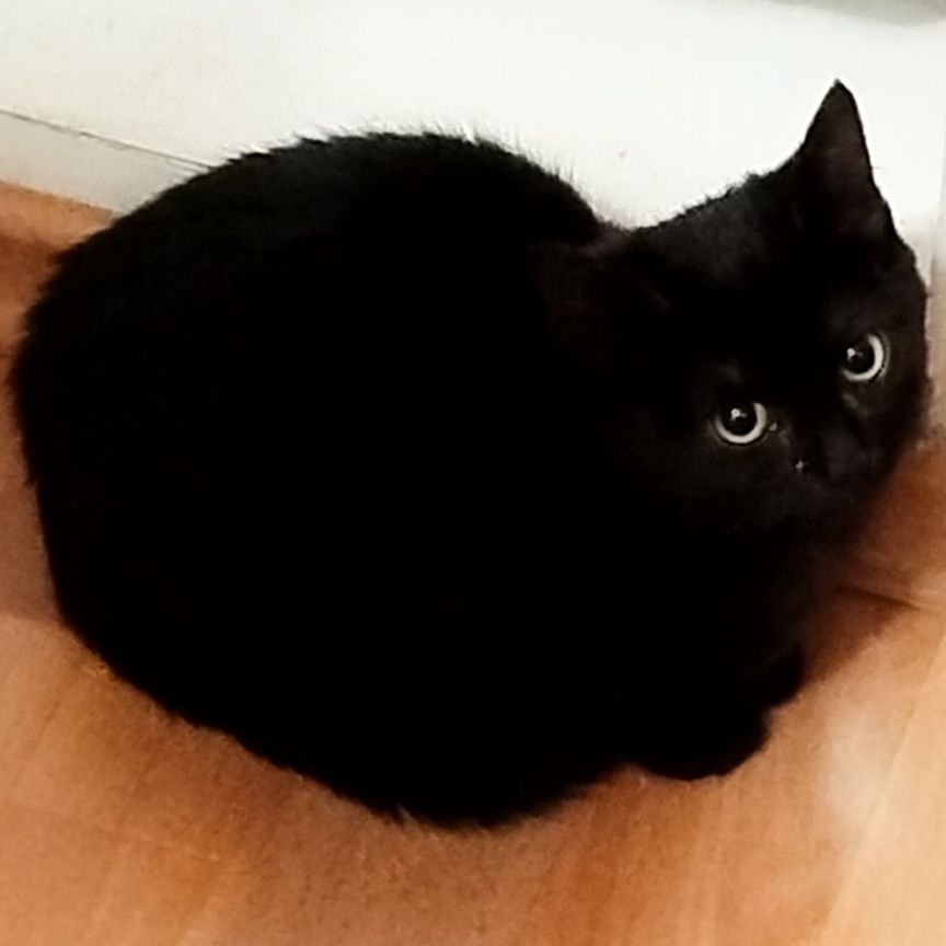 Котята в добрые руки приучены к лотку