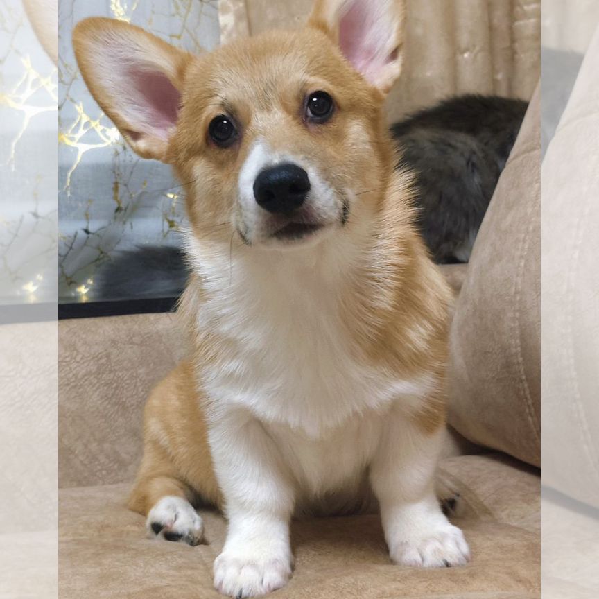 Вельш Корги Пемброк, щенок