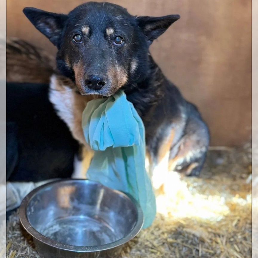 Взрослая собака в добрые руки