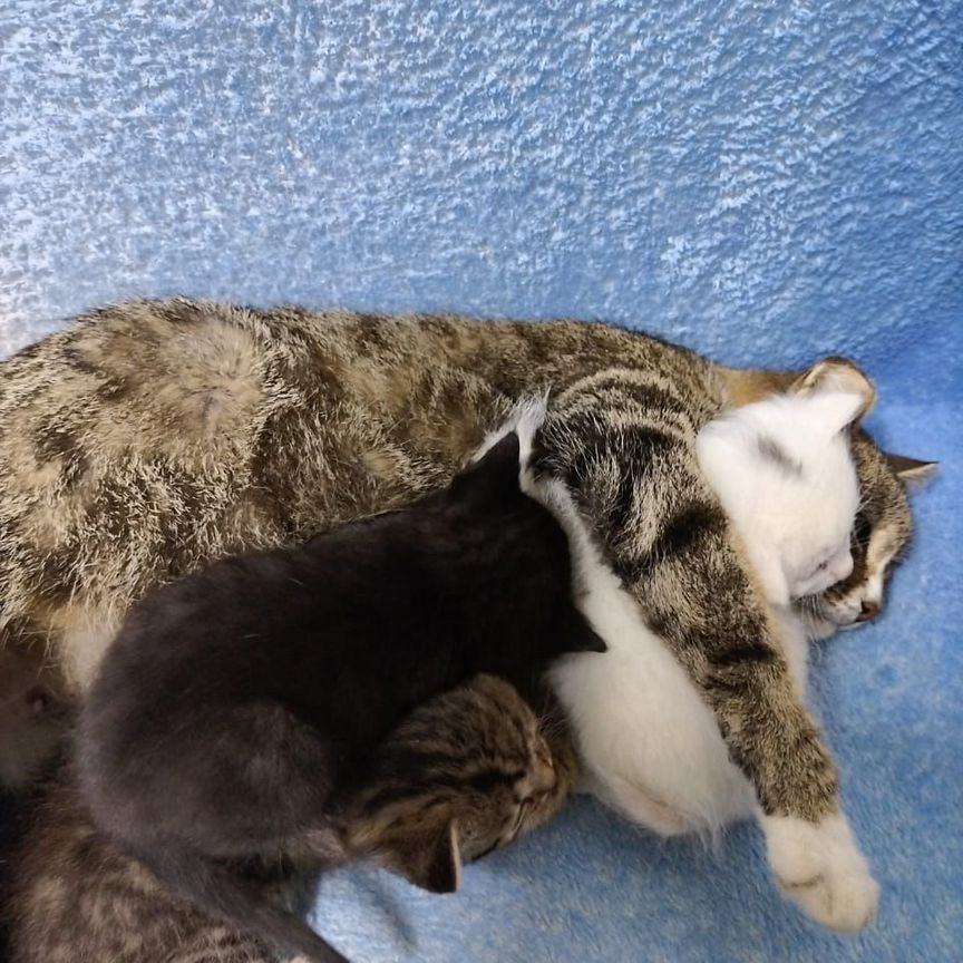 Котята в добрые руки мальчики