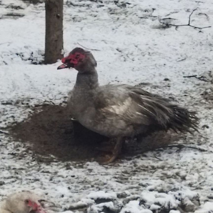 Семья индоуток, шипунов