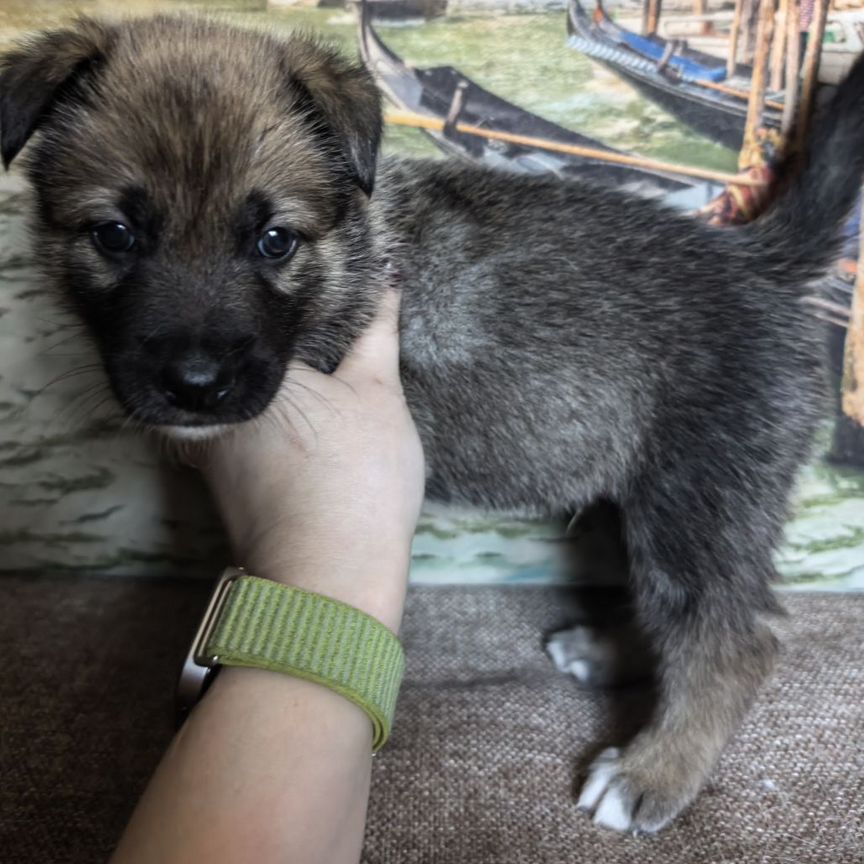 Щенок в добрые руки