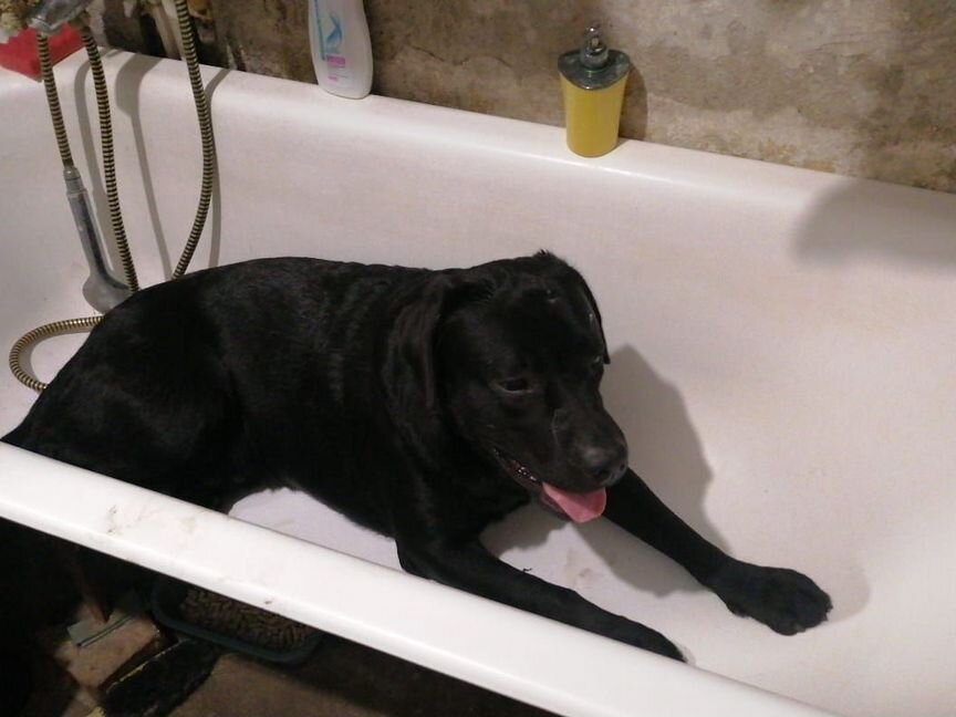 Лабрадор ретривер